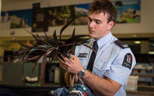 Border Patrol New Zealand - Einsatz an der Grenze - Rüsselkäfer-Popcorn ...