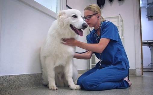 Der Super-Doc - Einsatz für 4 Pfoten - Storm, Milo und Mauzer | Jetzt aufnehmen!