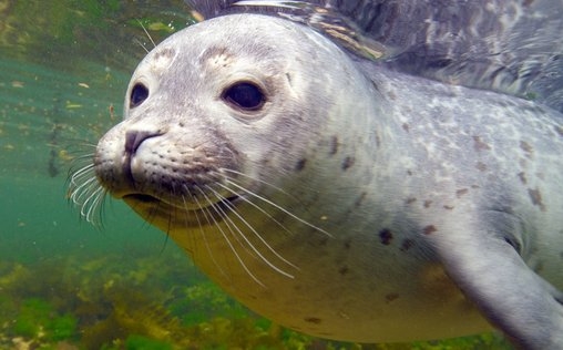 Robbengeschichten - Geboren an Land, zu Hause im Wasser | Jetzt aufnehmen!
